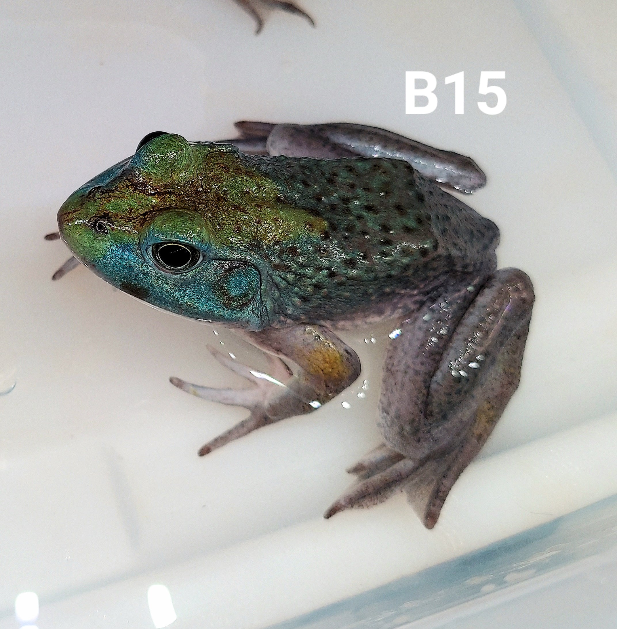 Blue American Bullfrog (Lithobates catesbeiana) — Predatory Fins