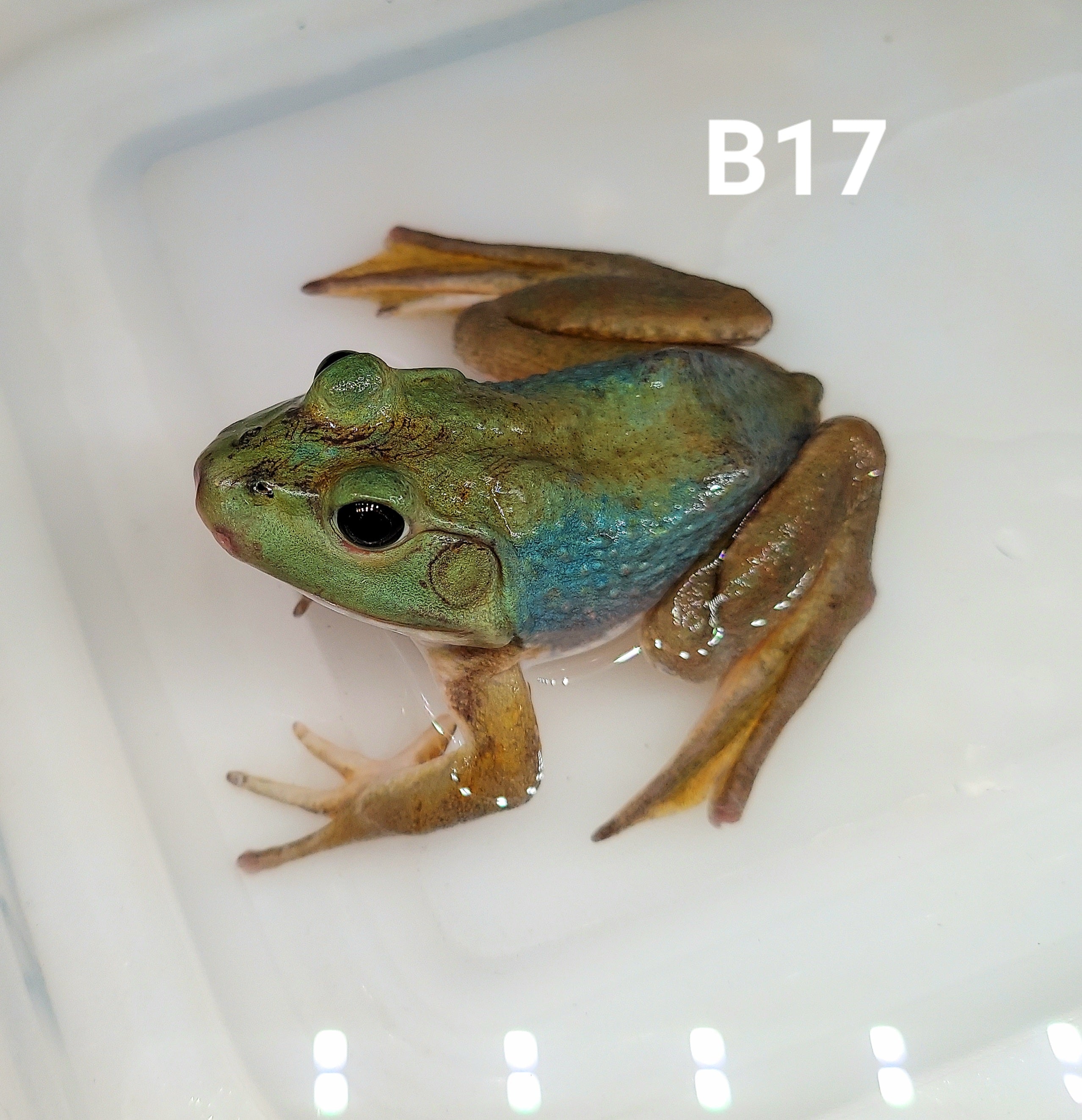 Blue American Bullfrog (Lithobates catesbeiana) — Predatory Fins