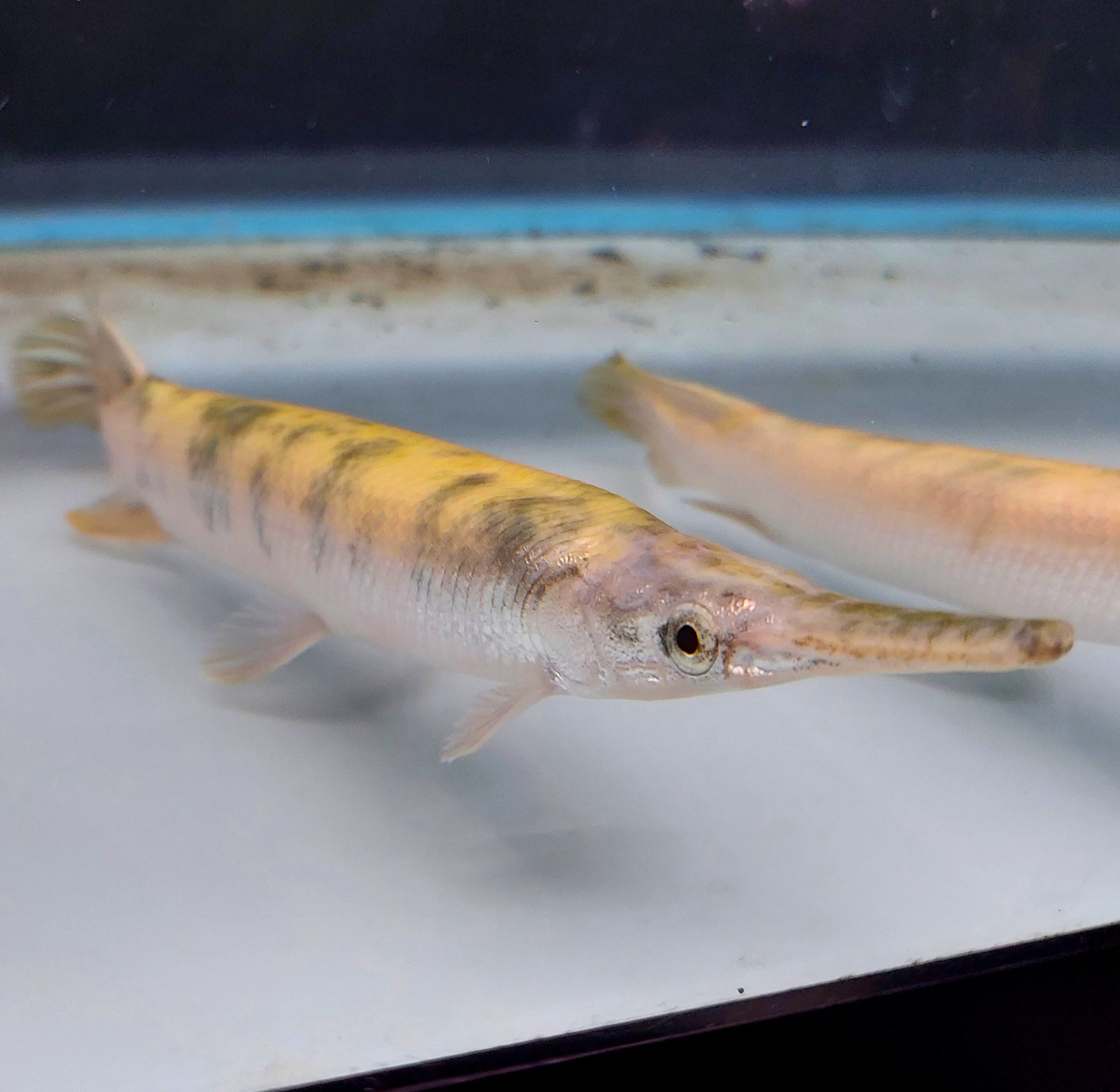 Golden Marble Florida Gar (Lepisosteus platyrhincus) — Predatory Fins