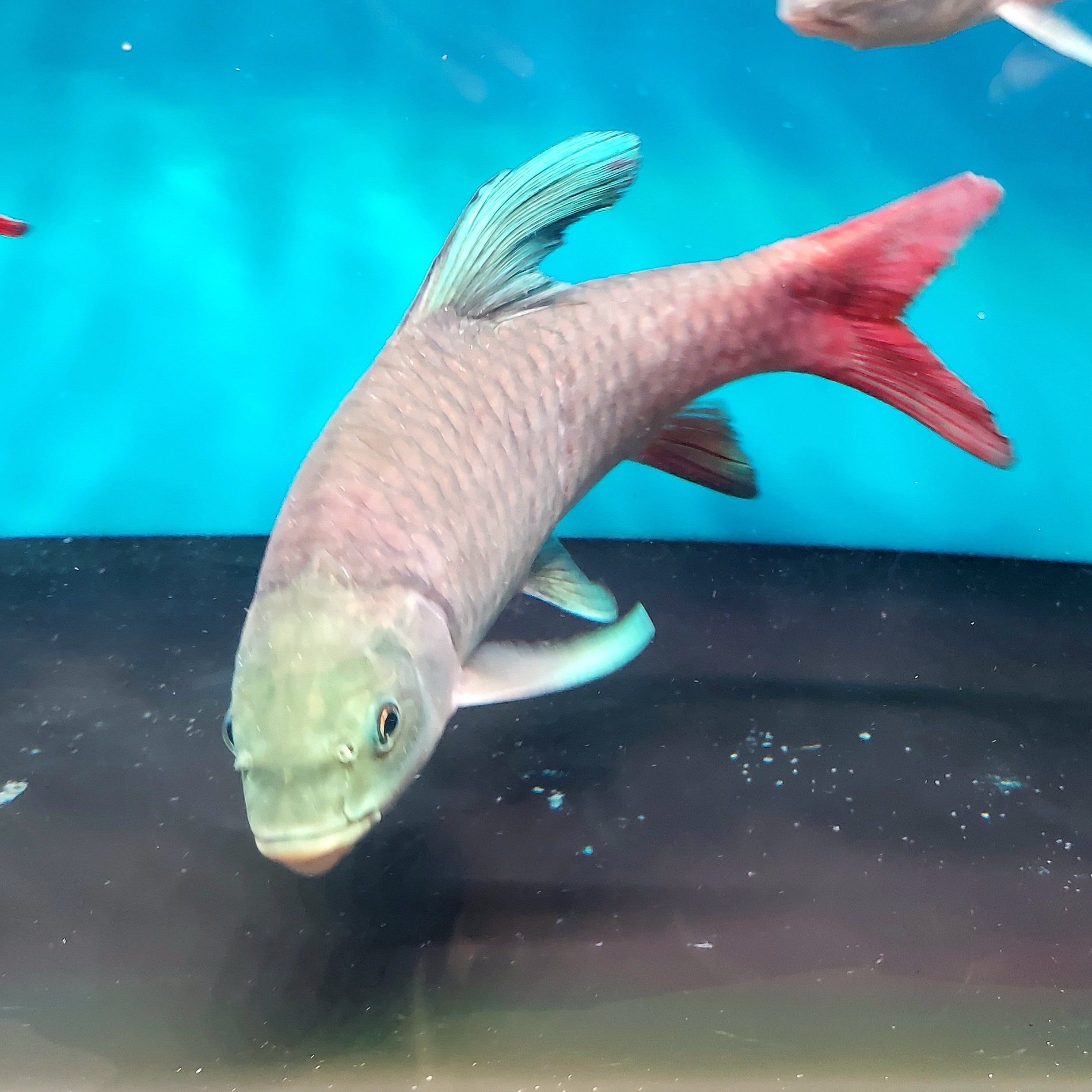 African Crimson Sky Mahseer (Labeobarbus malagarisi) — Predatory Fins