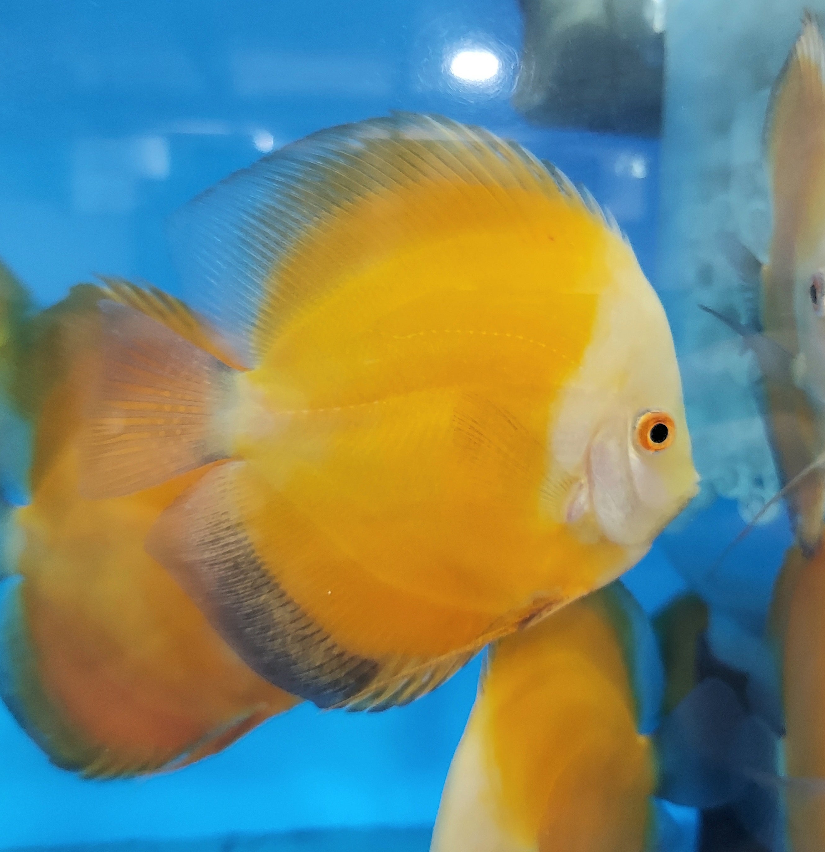 Golden Sunrise Discus (Symphysodon aequifasciatus) — Predatory Fins