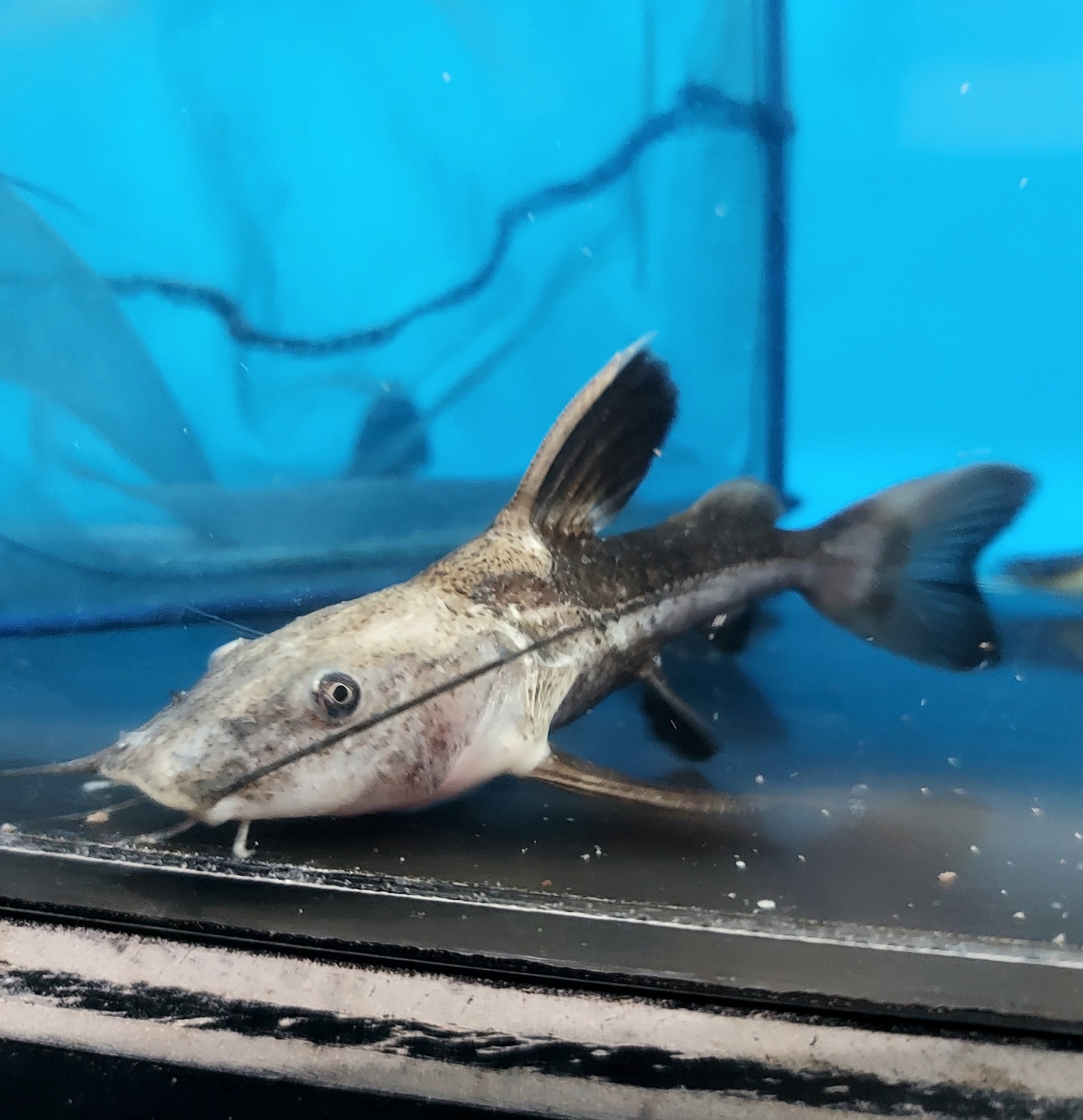 Redtail Ripsaw Catfish (Oxydoras niger) — Predatory Fins