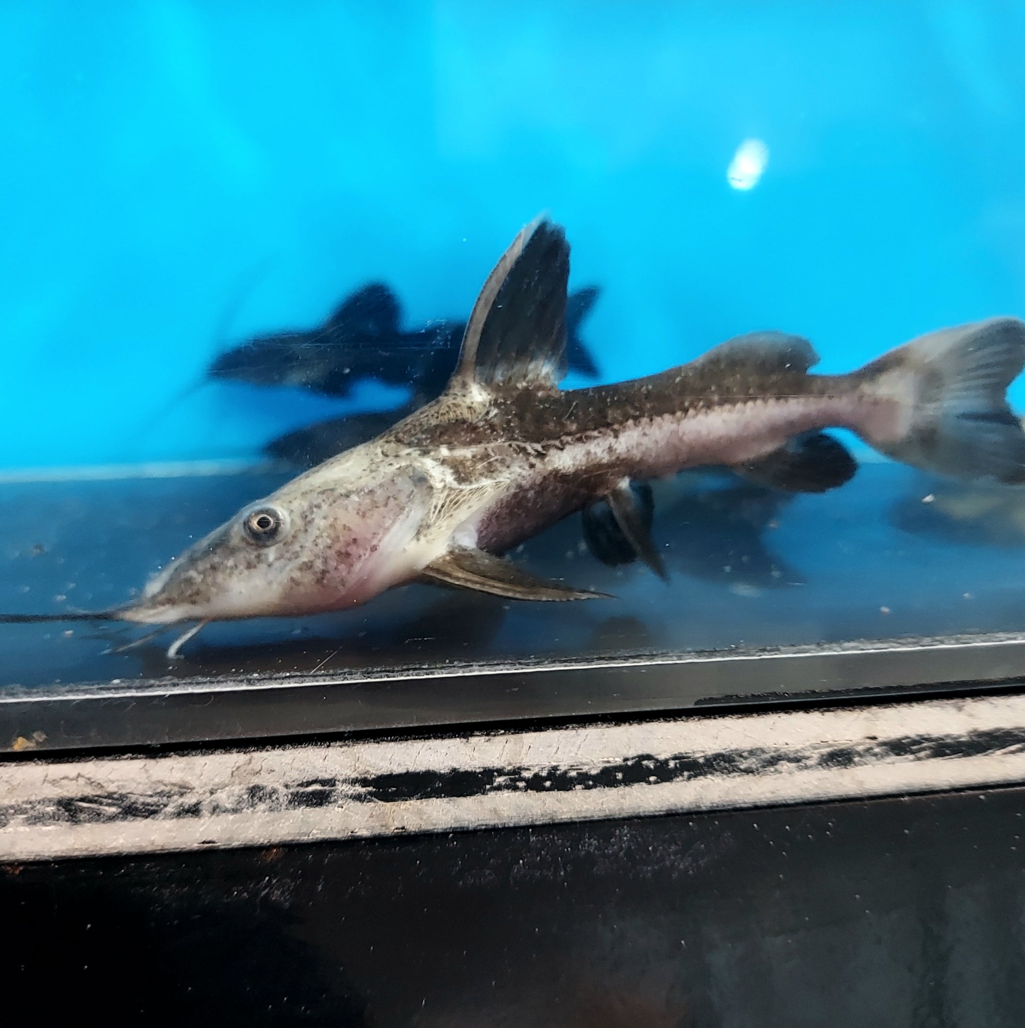 Redtail Ripsaw Catfish (Oxydoras niger) — Predatory Fins
