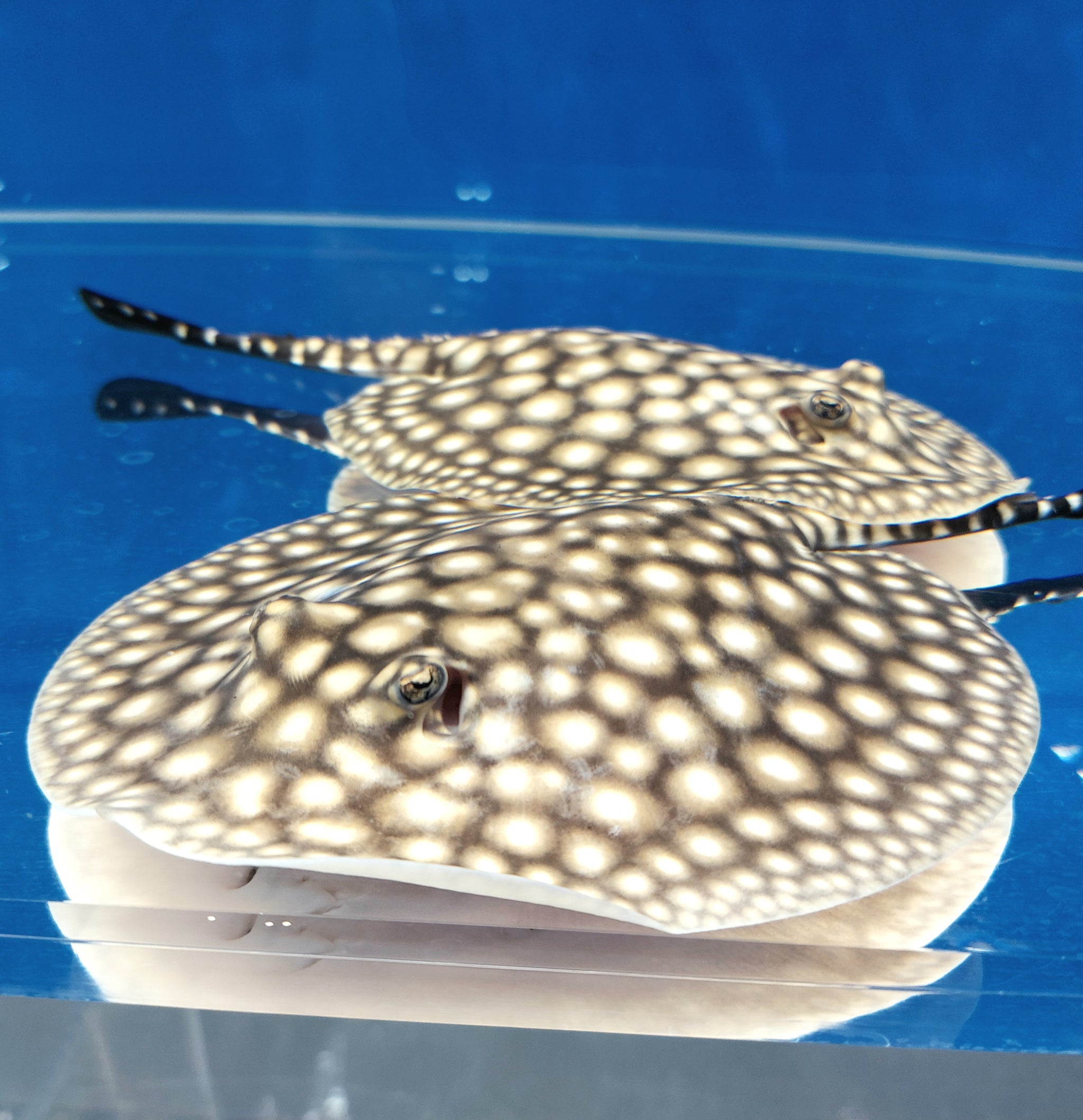 STINGRAY — Predatory Fins