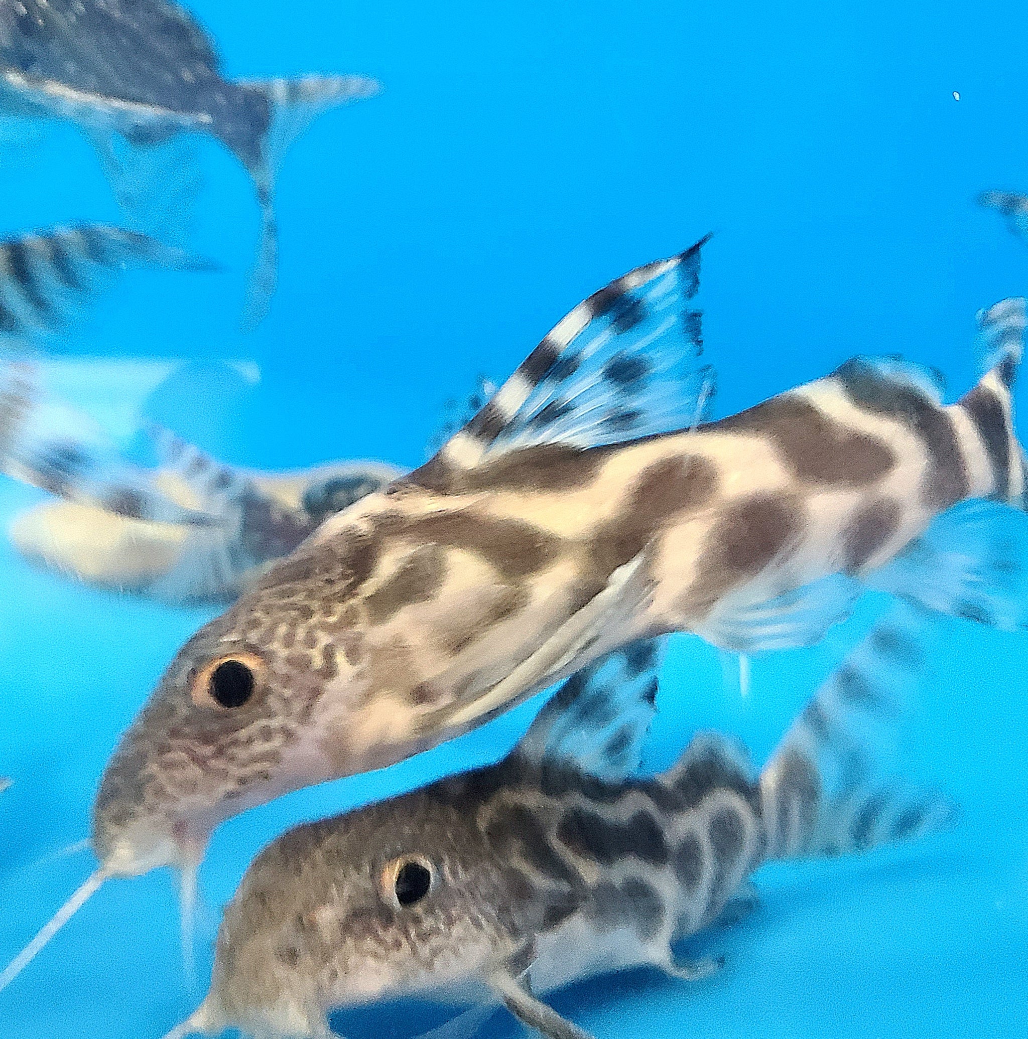 SYNODONTIS — Predatory Fins