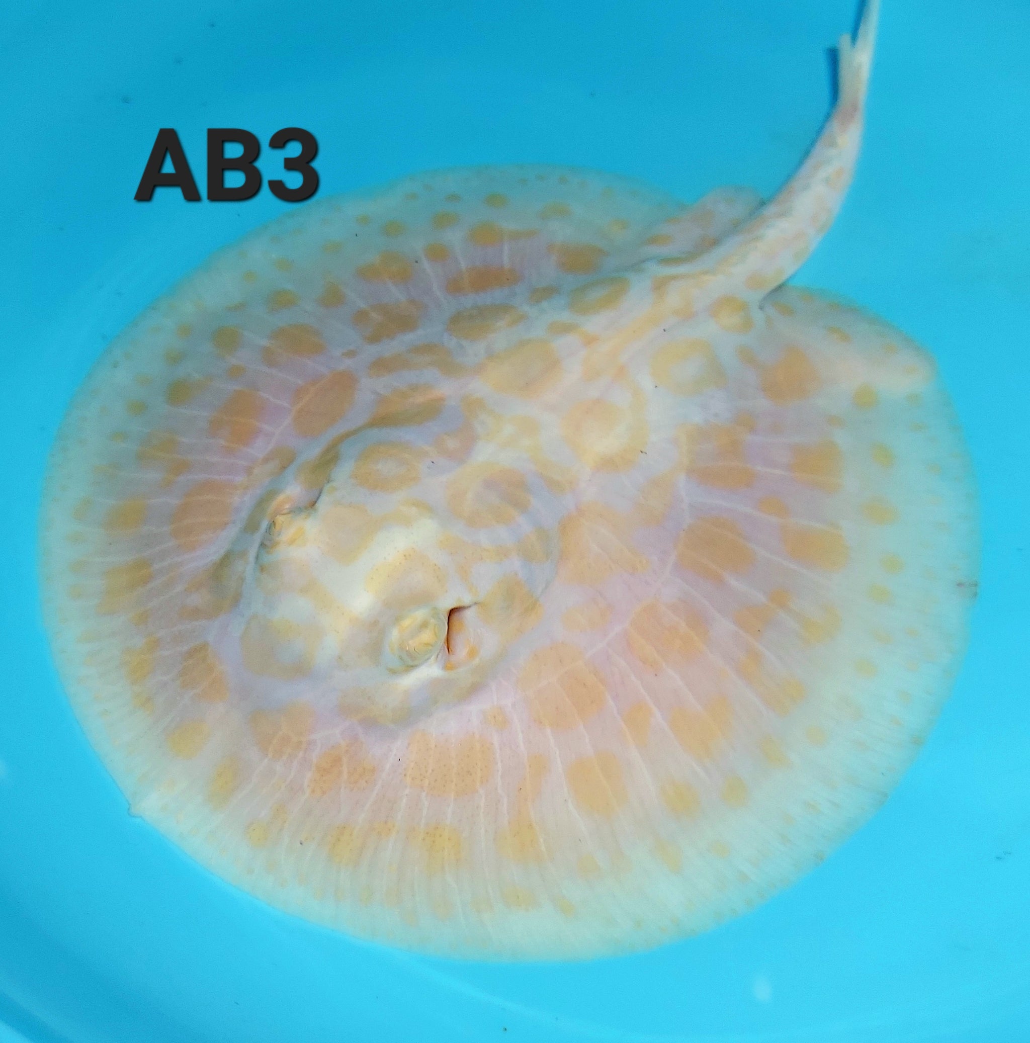 FRESHWATER FISH — Predatory Fins