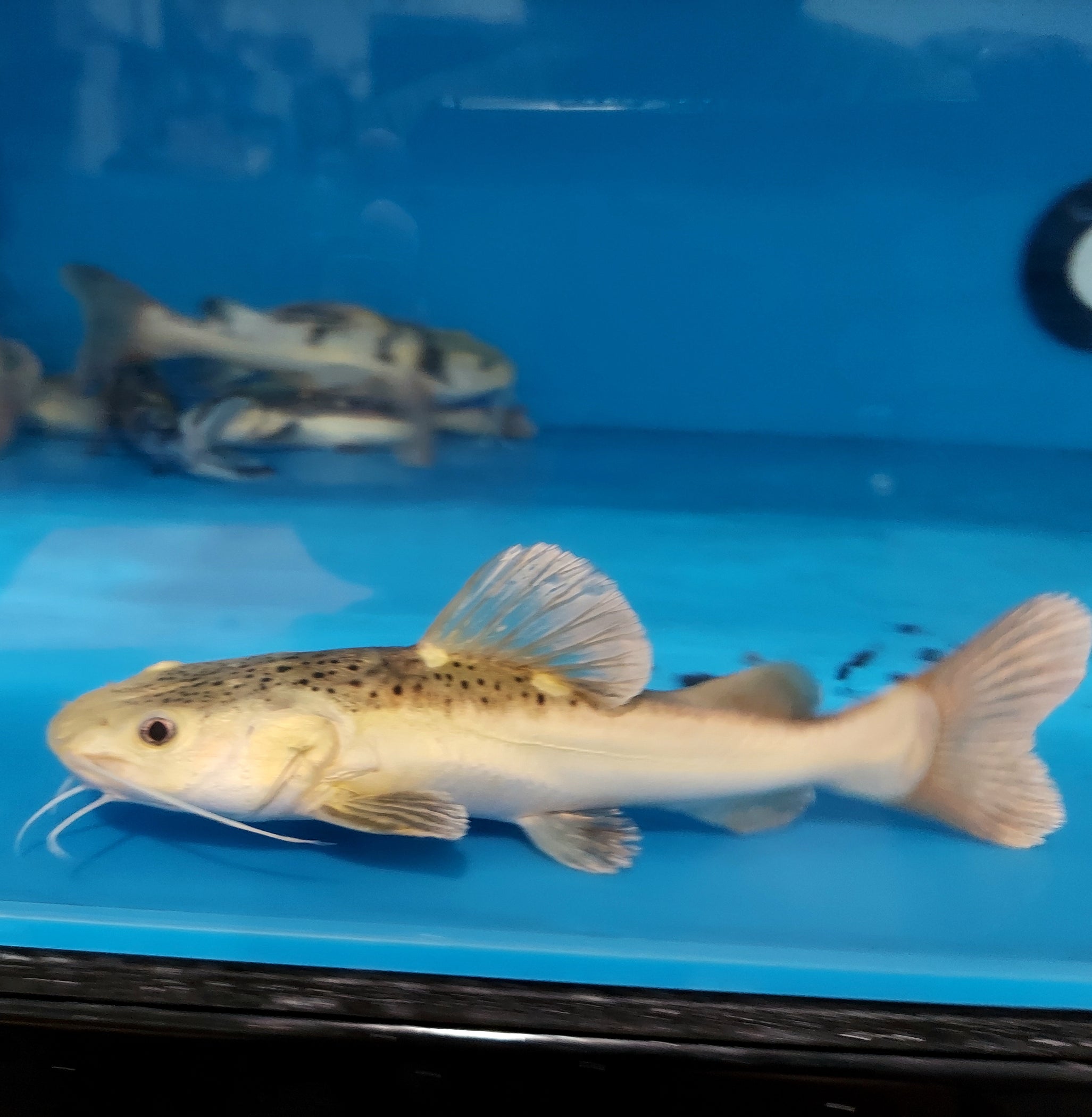 Platinum Redtail Catfish (Phractocephalus hemioliopterus) — Predatory Fins