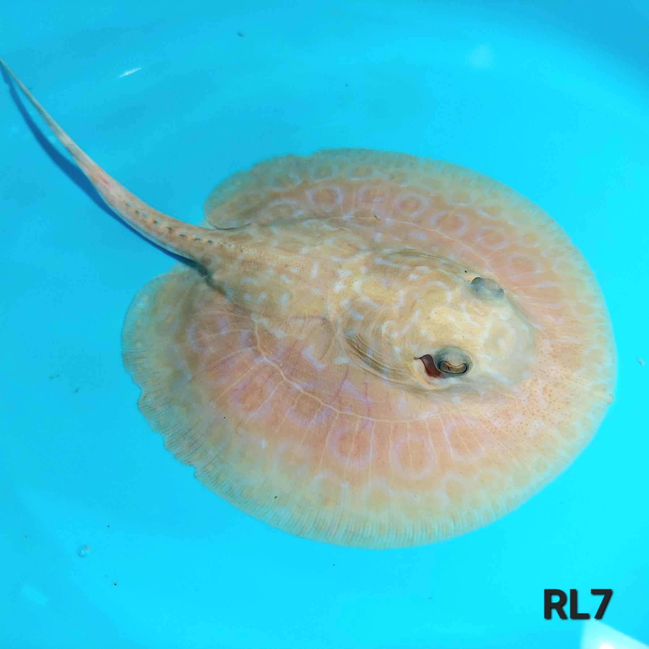 Albino Red Lucy Pearl Hybrid Stingray (Potamotrygon jabuti sp ...