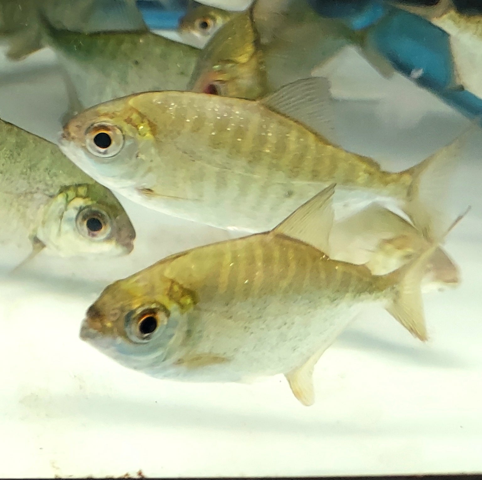 MYLEUS / PACU — Predatory Fins