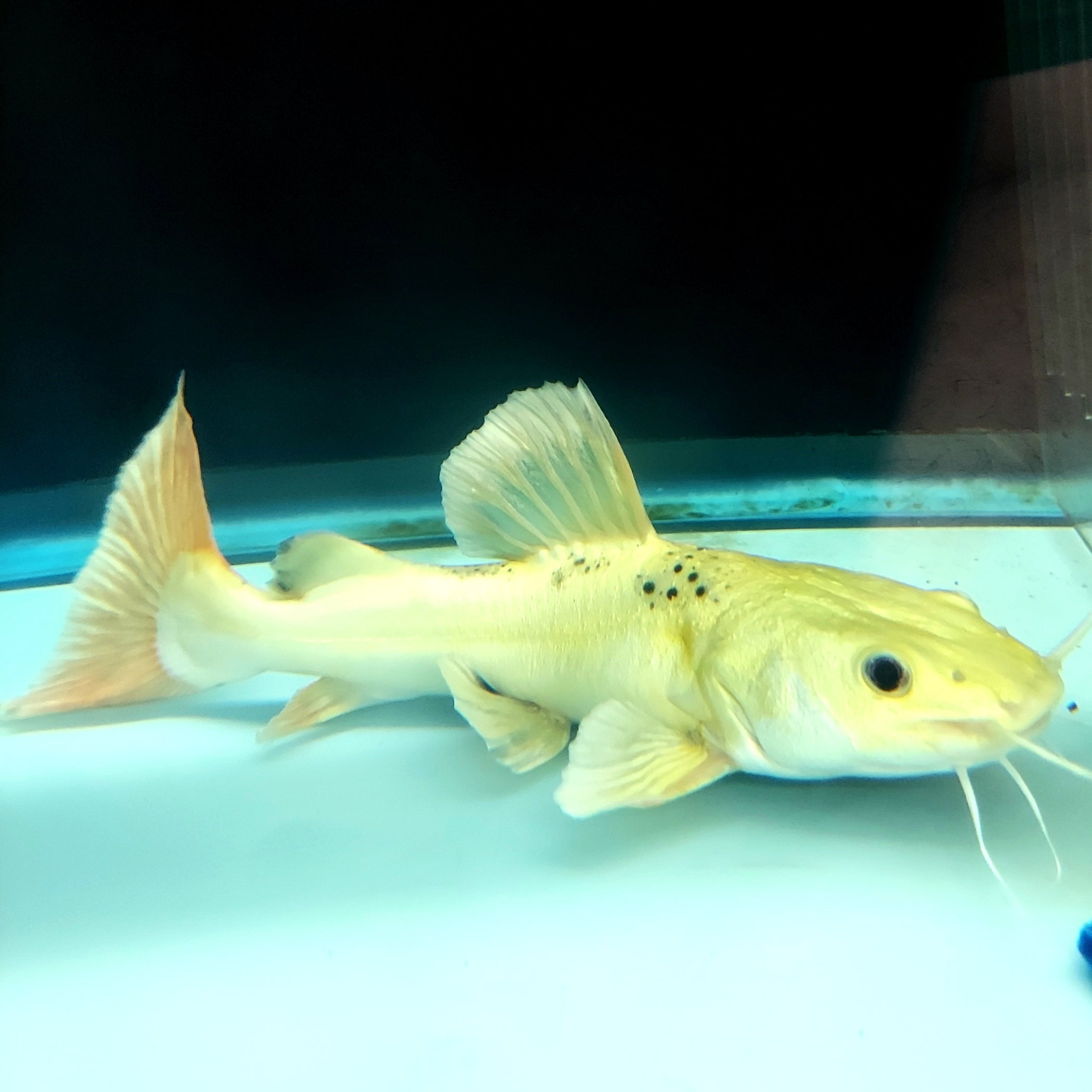 Platinum Redtail Catfish (Phractocephalus hemioliopterus) — Predatory Fins