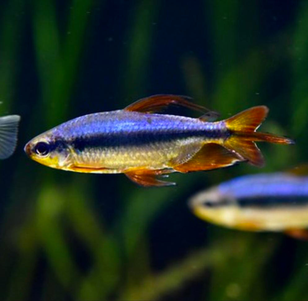 TETRAS — Predatory Fins
