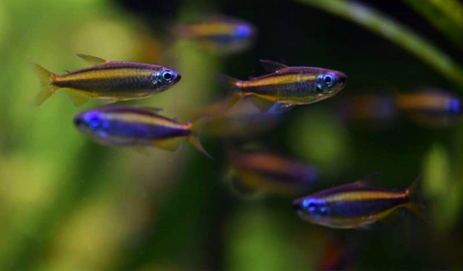 Blue Eyed Golden Congo Tetra (Phenacogrammus aurantiacus) – Predatory Fins
