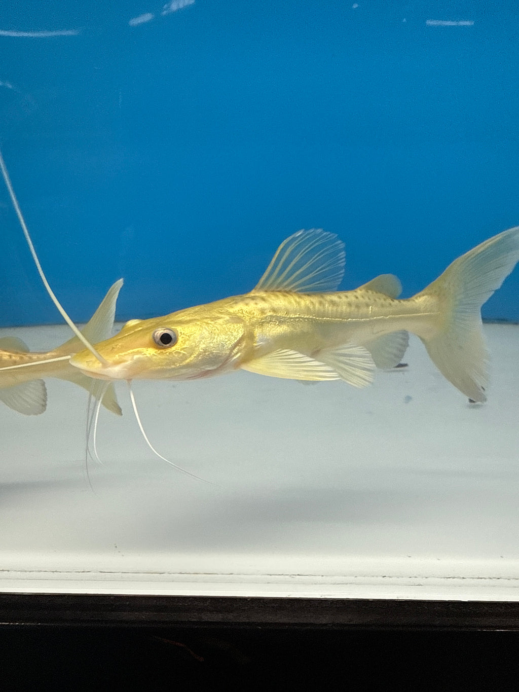 CATFISH — Predatory Fins