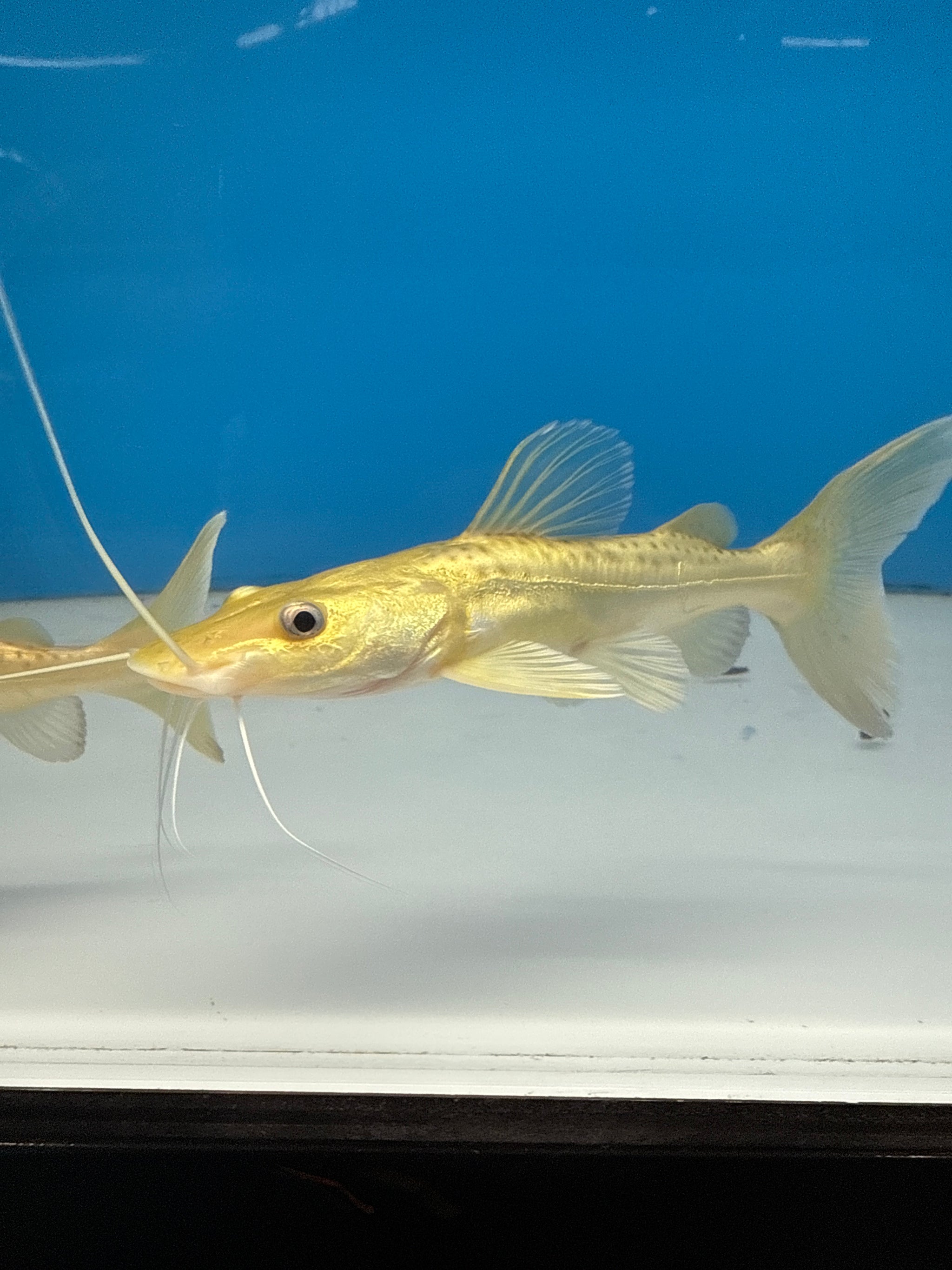 CATFISH — Predatory Fins