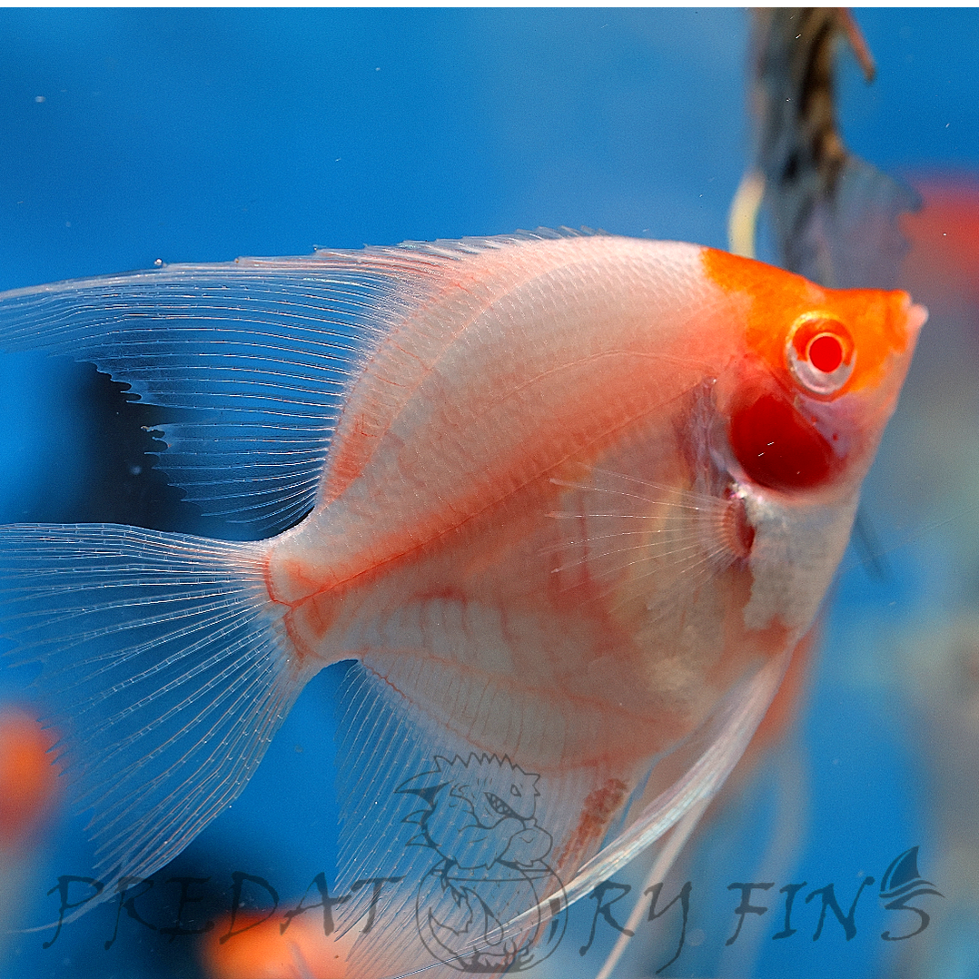 Albino Red Cap Angelfish (Pterophyllum scalare) — Predatory Fins