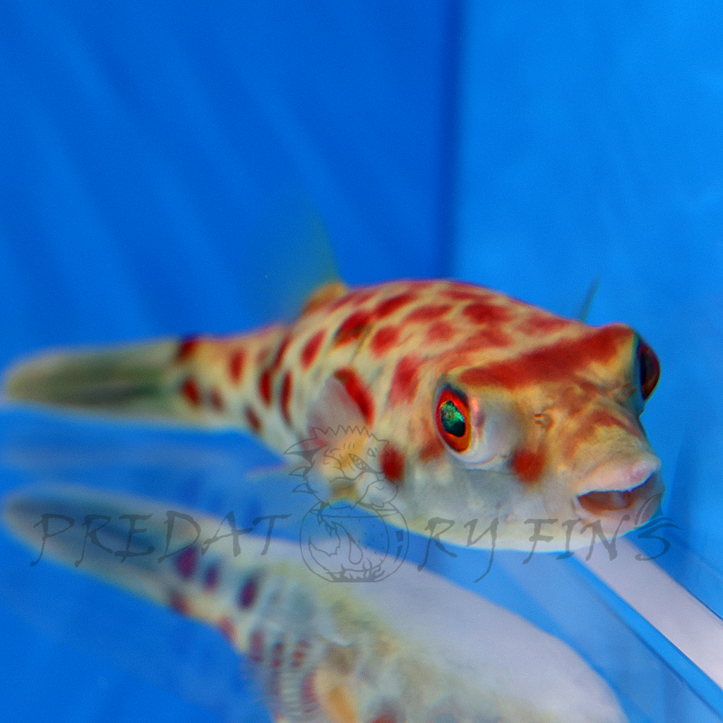 PUFFER FISH — Predatory Fins