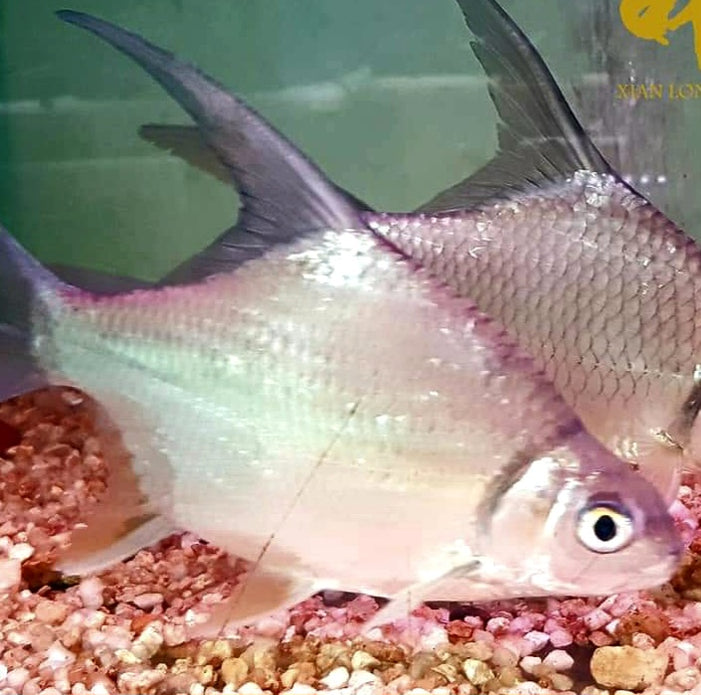 BARBS — Predatory Fins