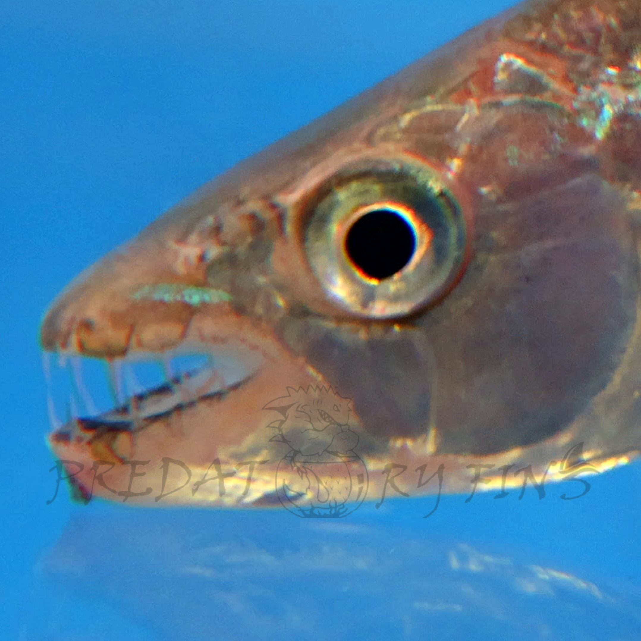 Goliath African Tiger Fish (Hydrocynus goliath) — Predatory Fins