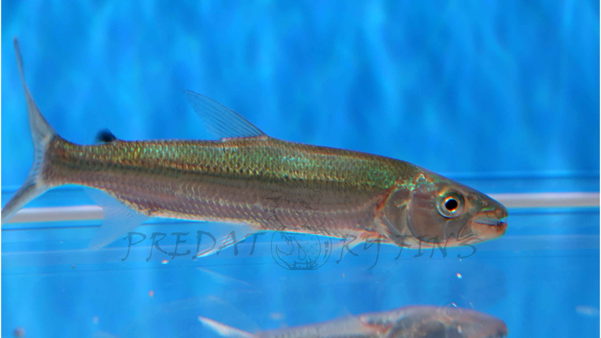 Goliath African Tiger Fish (Hydrocynus goliath) — Predatory Fins