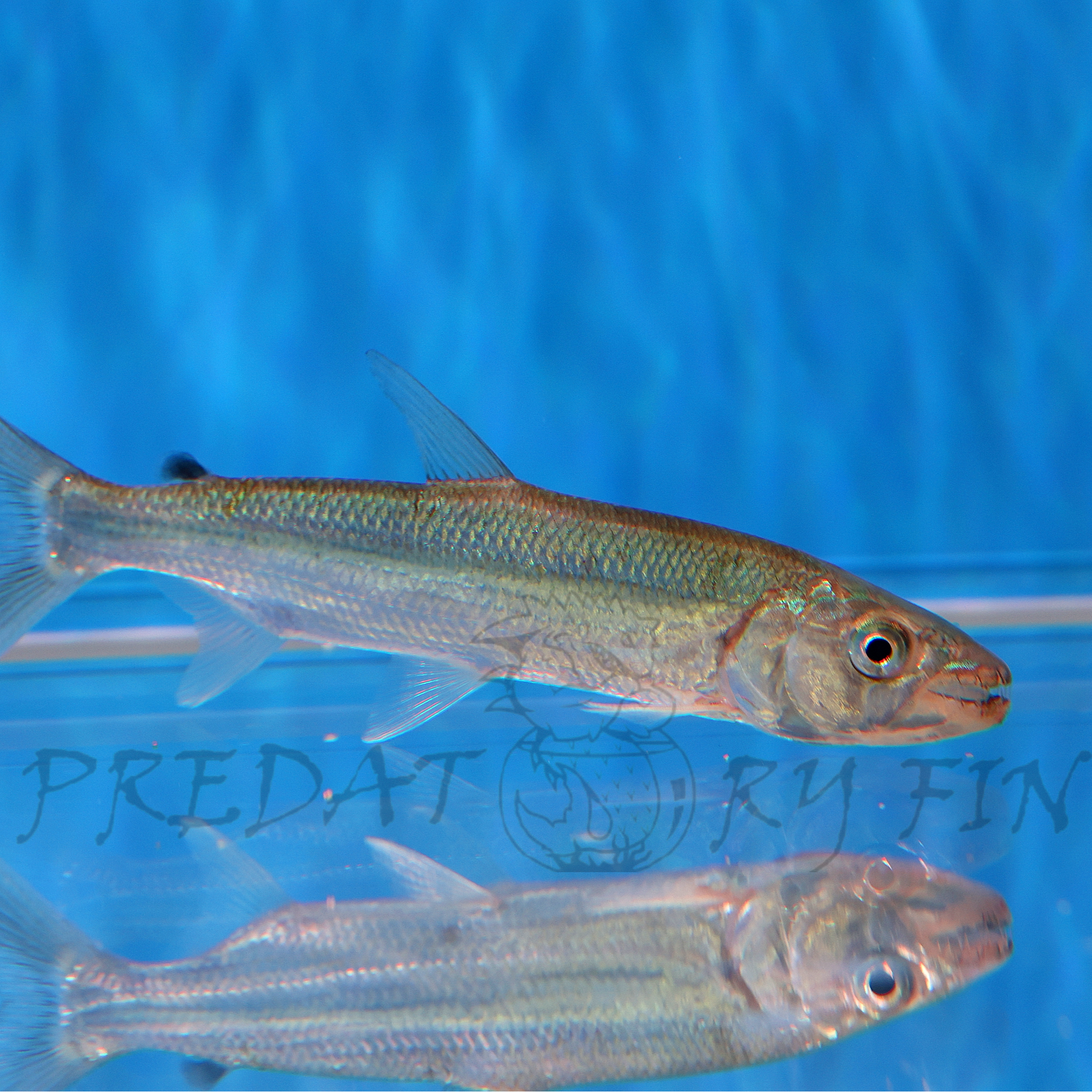 Goliath African Tiger Fish (Hydrocynus goliath) — Predatory Fins
