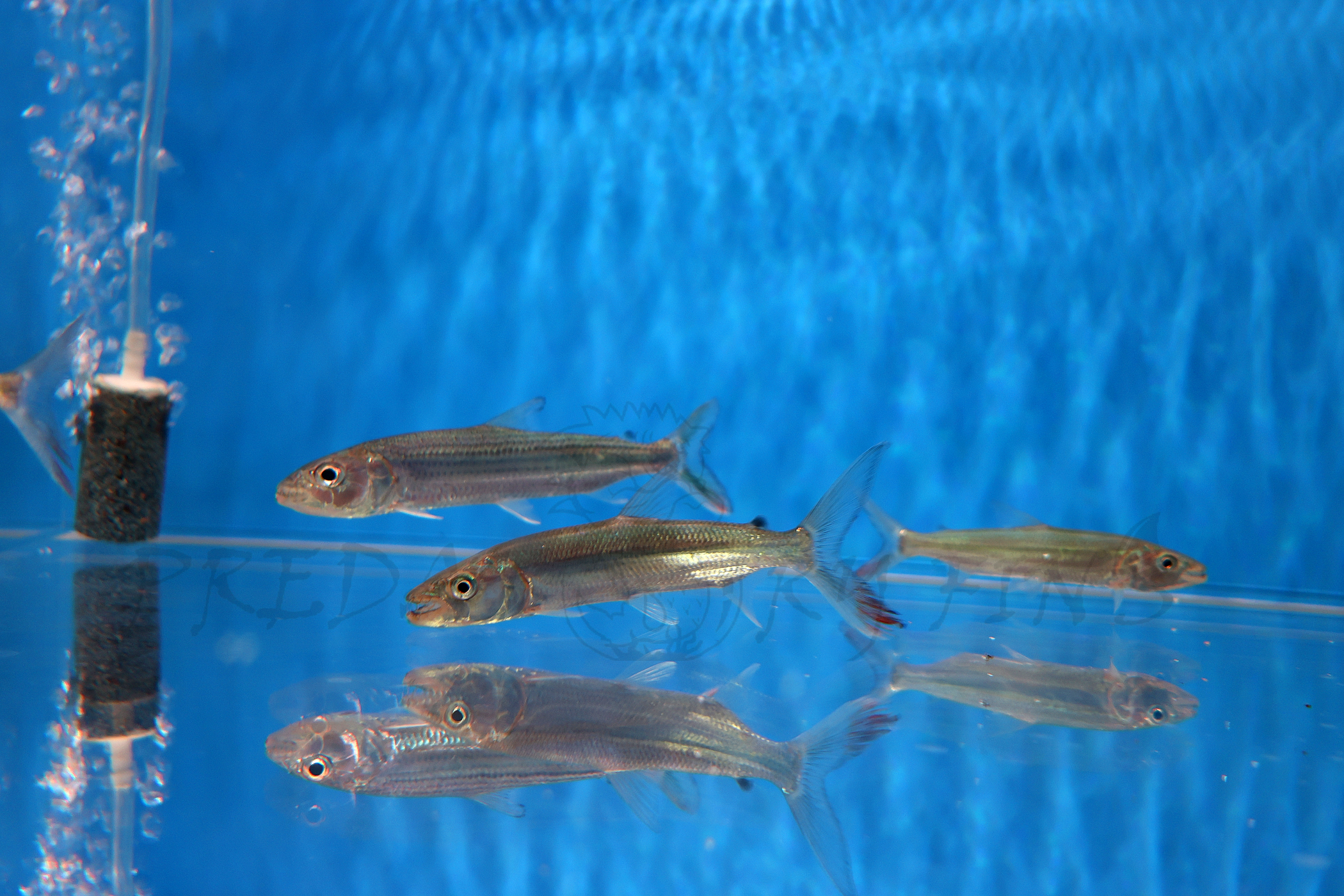 Goliath African Tiger Fish (Hydrocynus goliath) — Predatory Fins