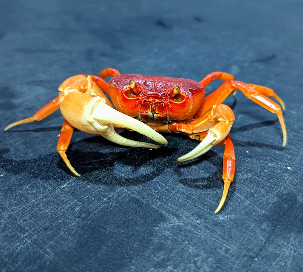 CRUSTACEANS — Predatory Fins
