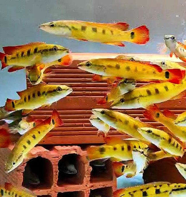 PIKE CICHLID — Predatory Fins