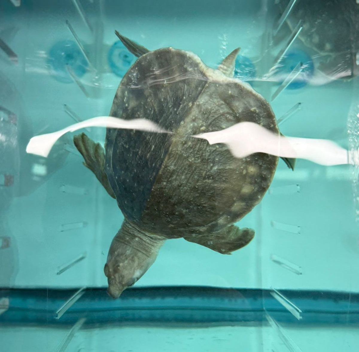 Fly River Turtle (Carettochelys insculpta) — Predatory Fins