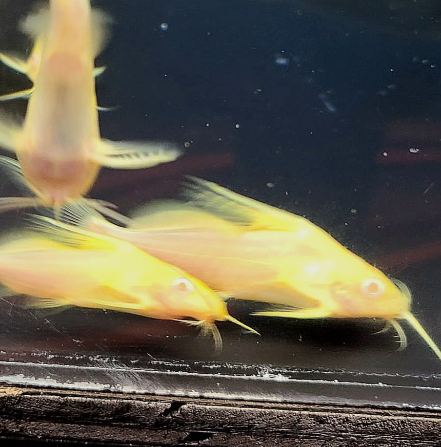 FRESHWATER FISH — Predatory Fins