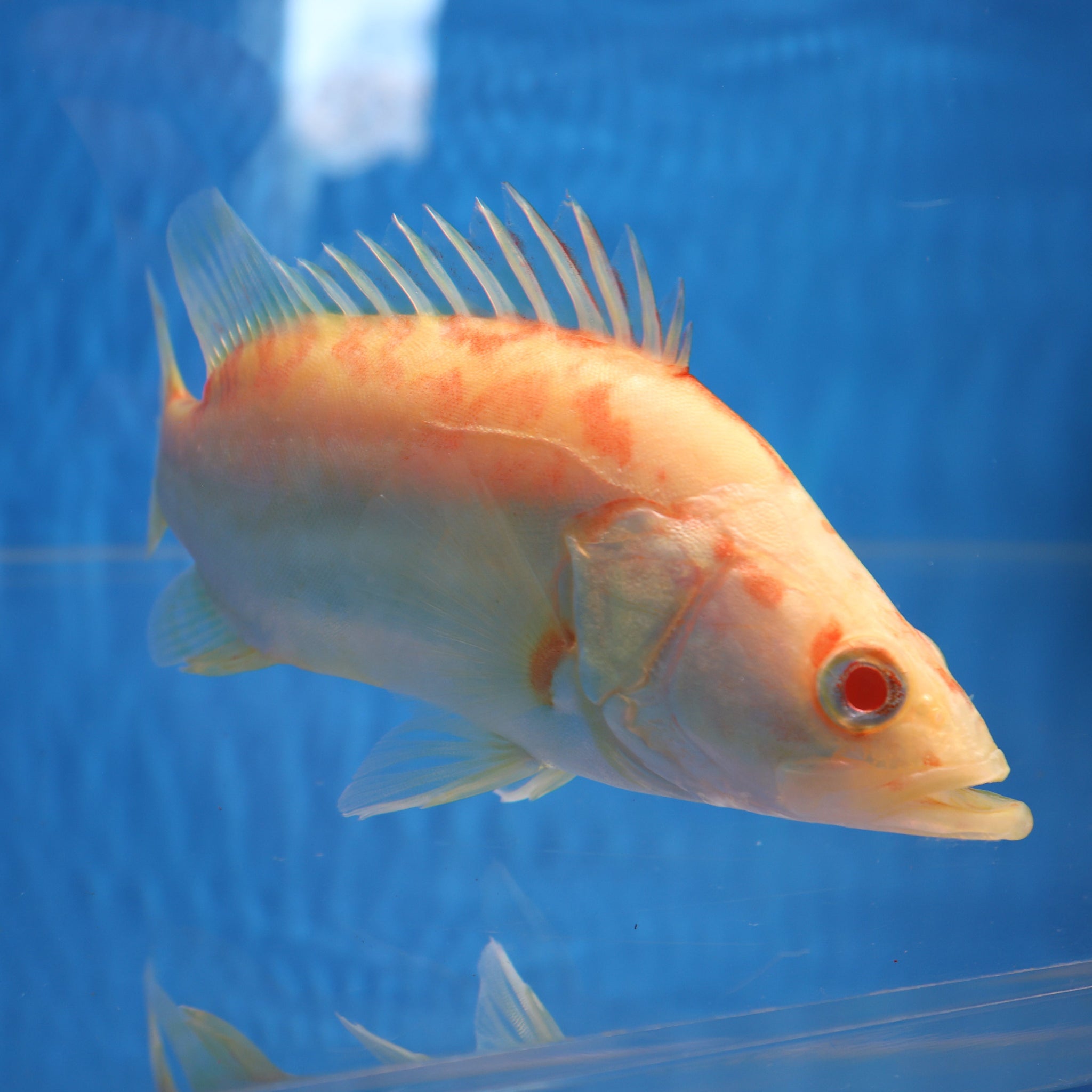 ODDBALLS — Predatory Fins