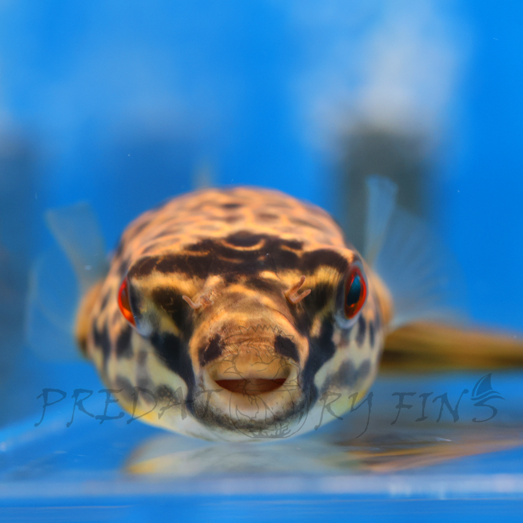 PUFFER FISH — Predatory Fins