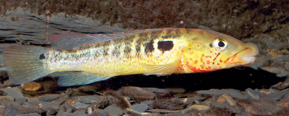 Big Lip Pike Cichlid (Crenincichla tendybaguassu) — Predatory Fins