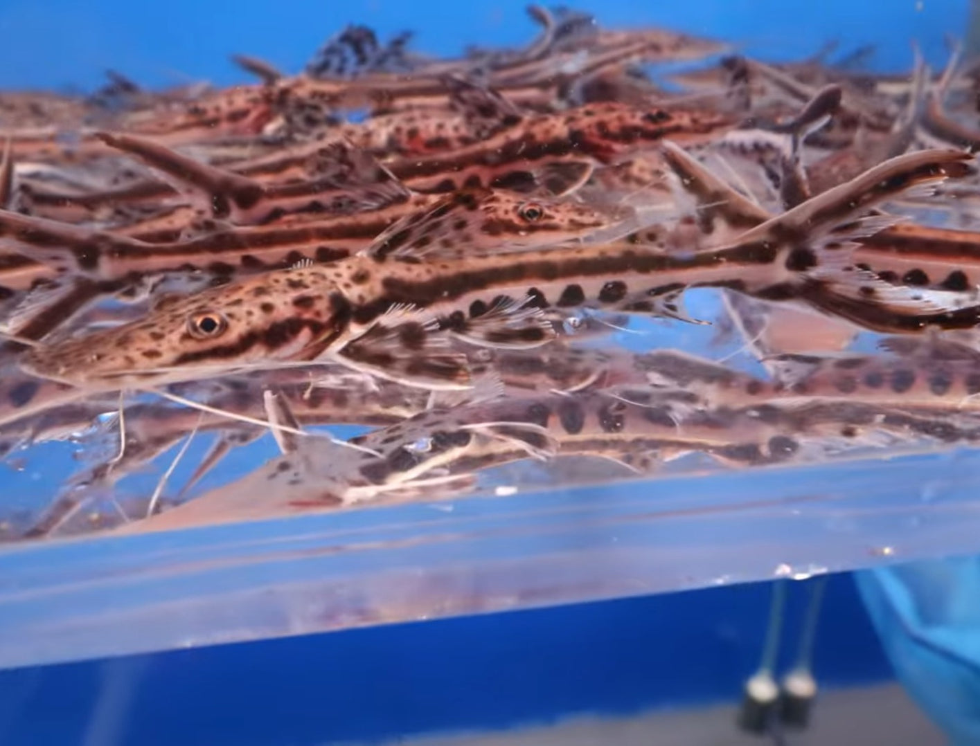 Tiger Firewood Catfish (Sorubimichthys planiceps sp) — Predatory Fins