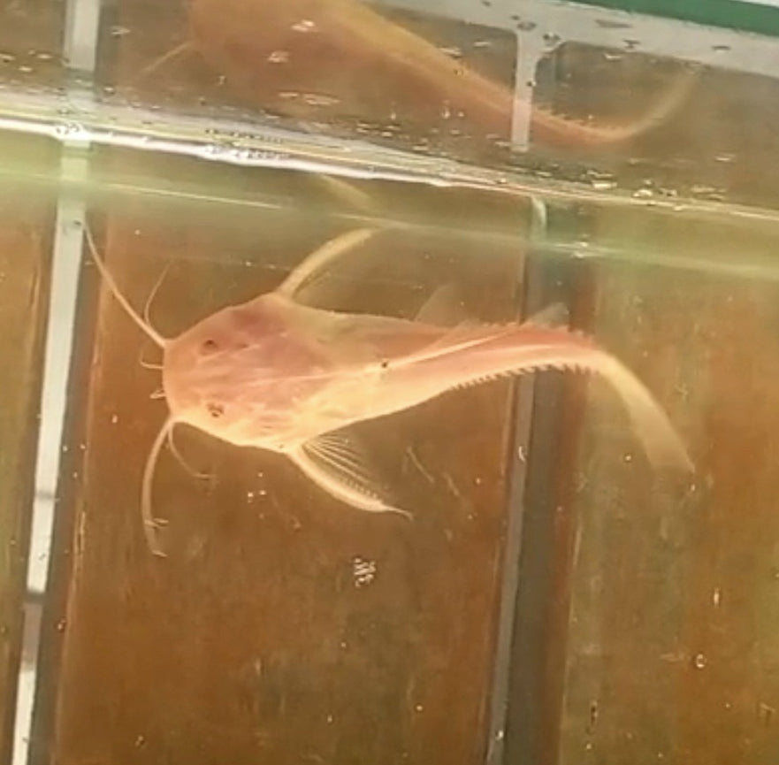 CATFISH — Predatory Fins