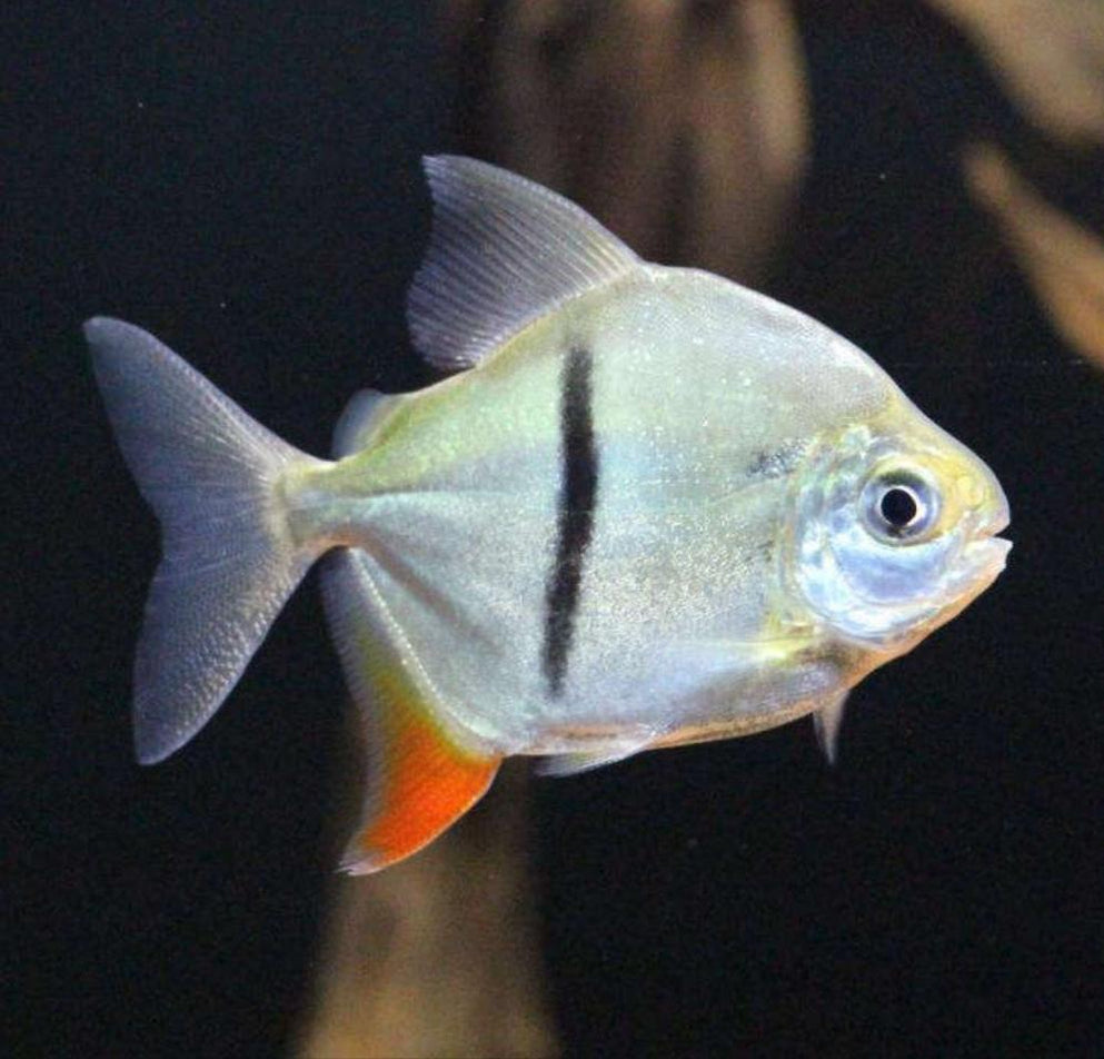 MYLEUS / PACU — Predatory Fins