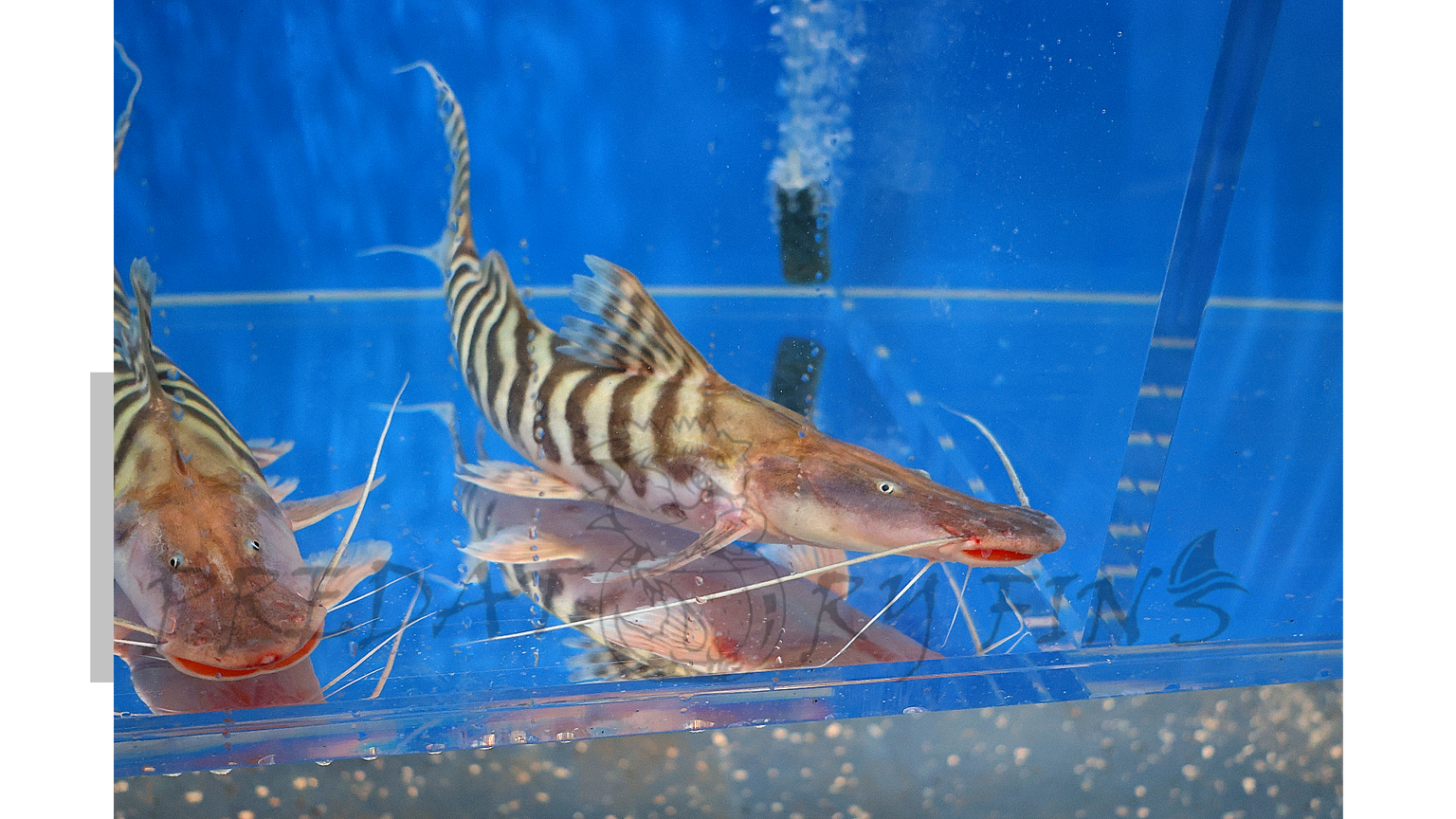 CATFISH — Predatory Fins