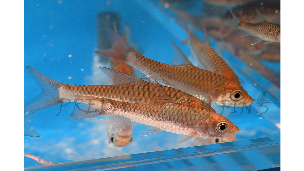 ODDBALLS — Predatory Fins