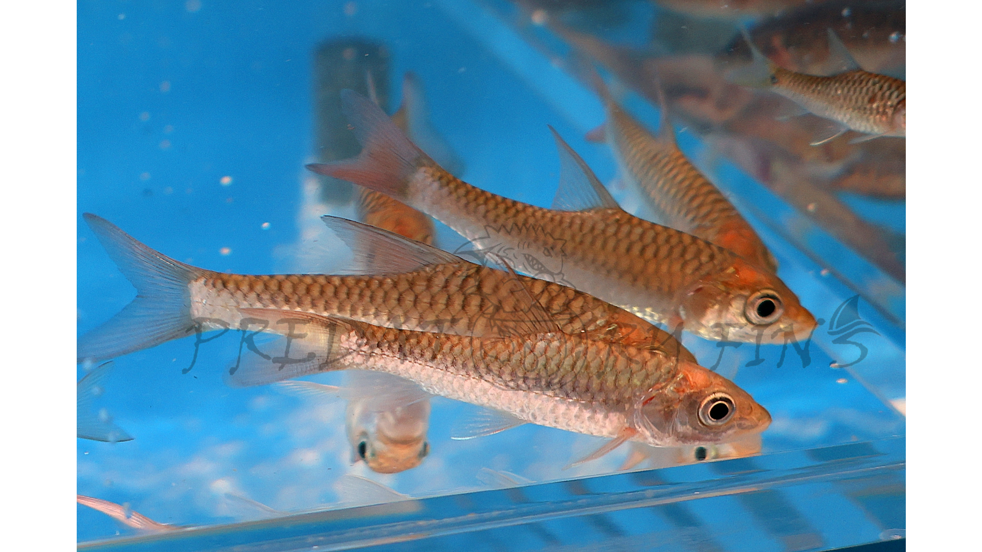 ODDBALLS — Predatory Fins