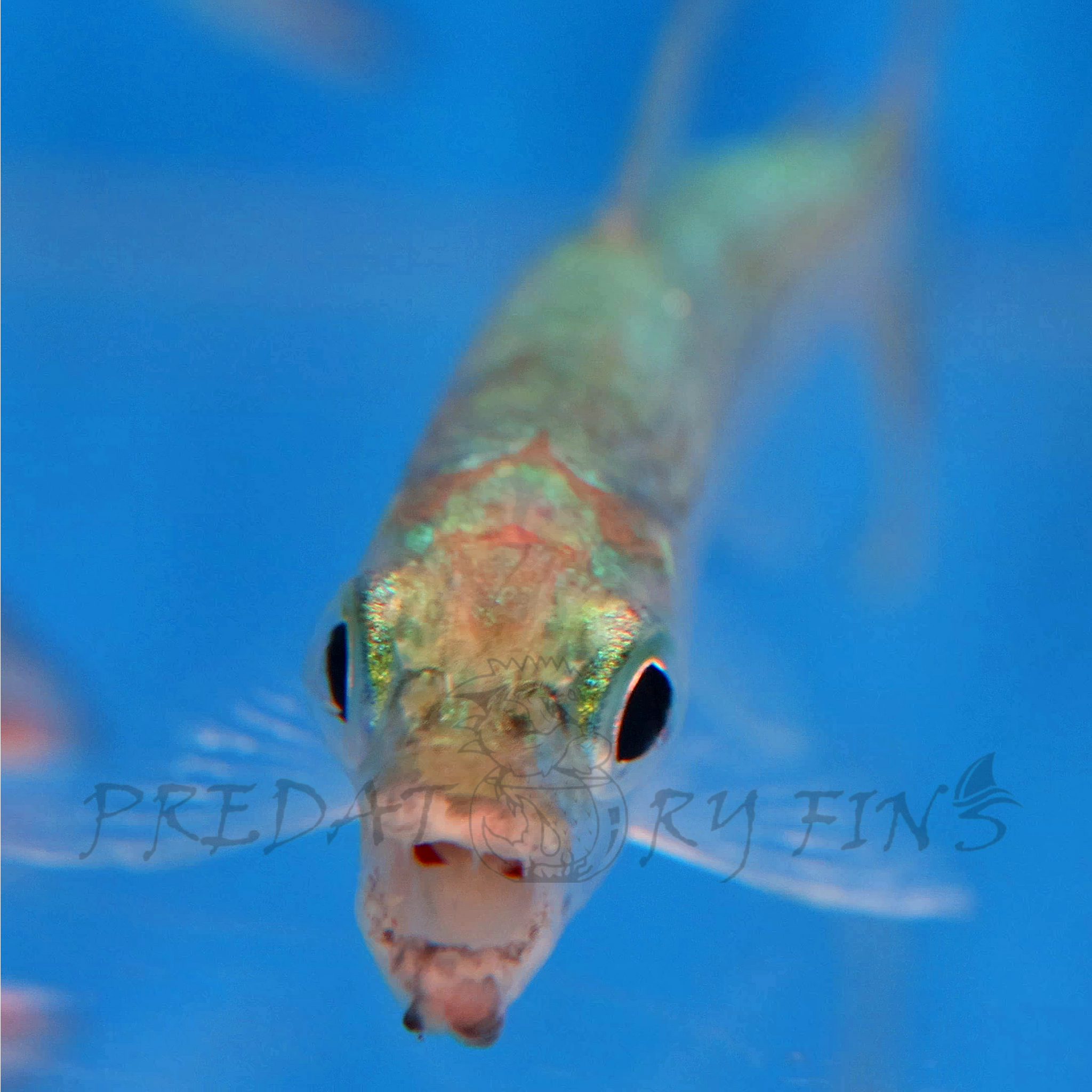 ODDBALLS — Predatory Fins