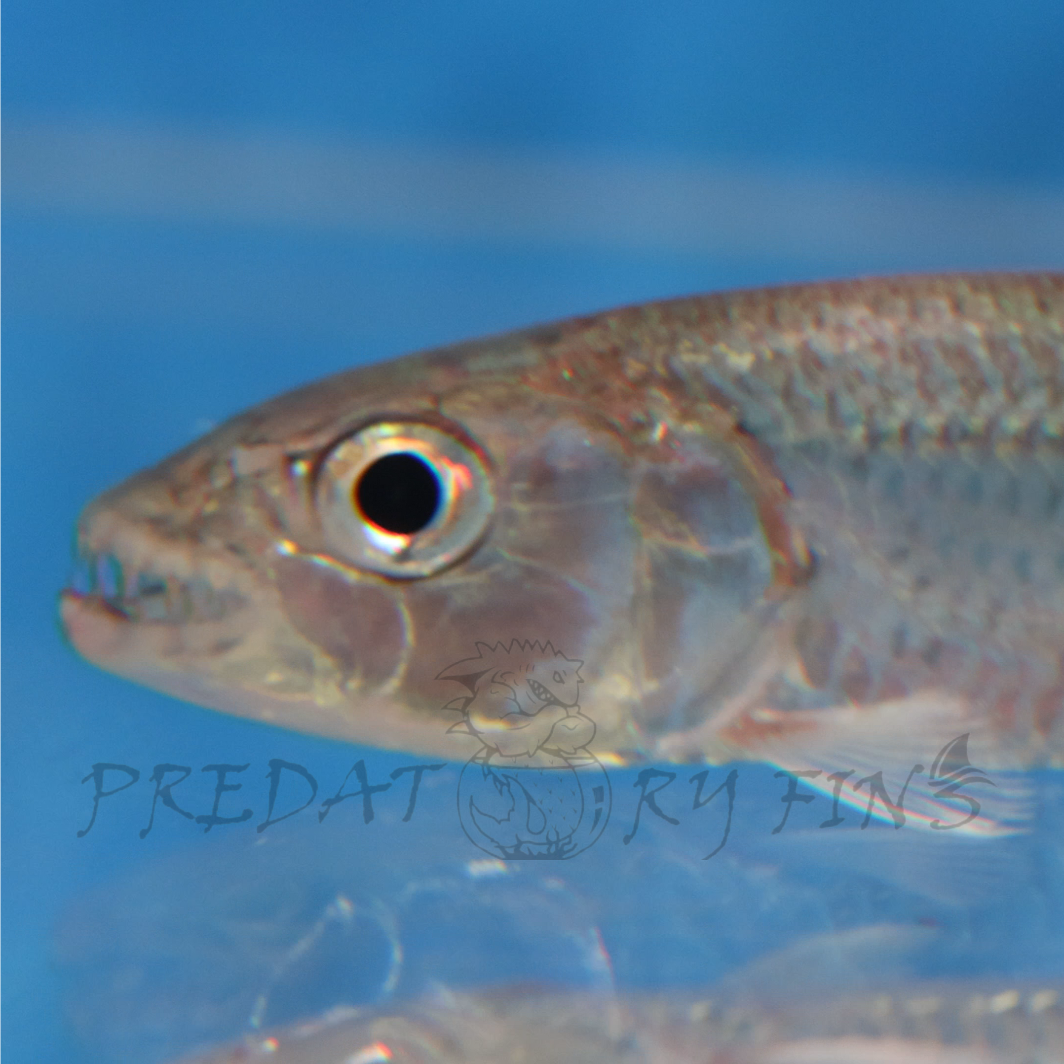Vittatus African Tiger Fish (Hydrocynus vittatus) — Predatory Fins