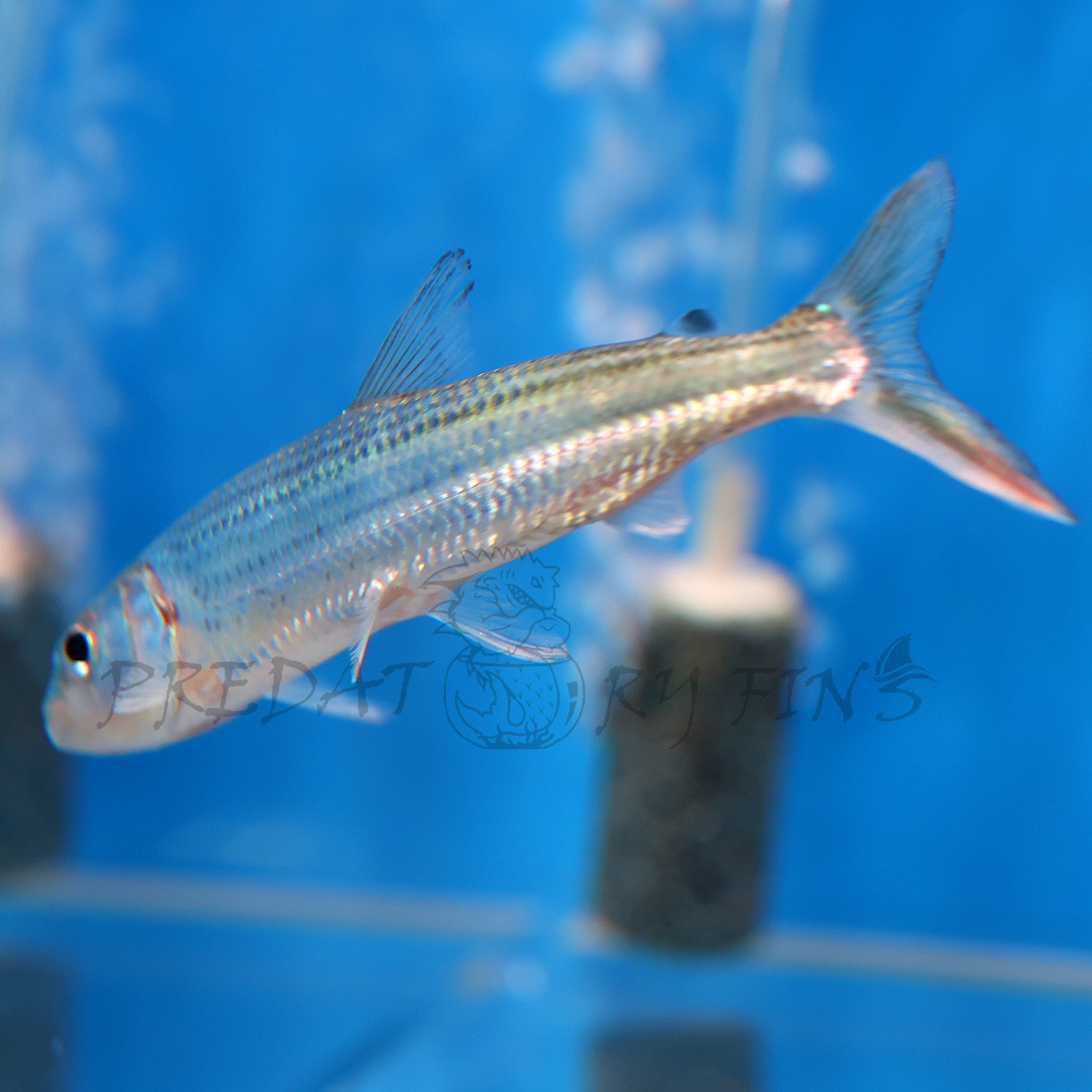 Vittatus African Tiger Fish (Hydrocynus vittatus) — Predatory Fins