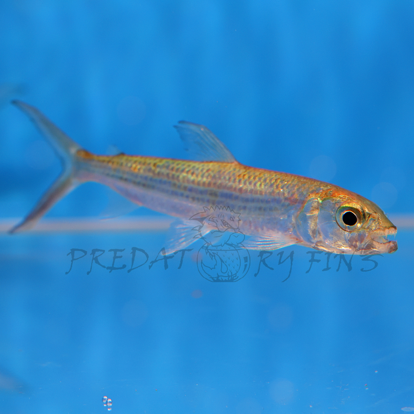 Vittatus African Tiger Fish (Hydrocynus vittatus) — Predatory Fins