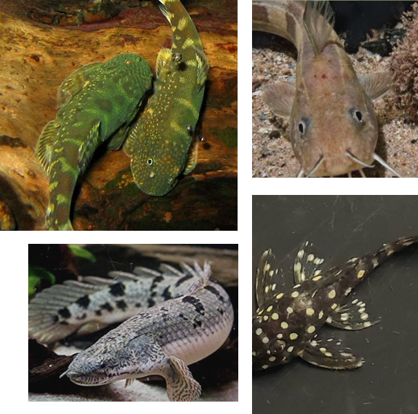 About — Predatory Fins