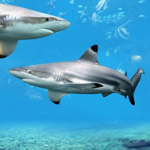 Blacktip Reef Shark (Carcharhinus melanopterus) — Predatory Fins