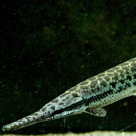 GAR — Predatory Fins