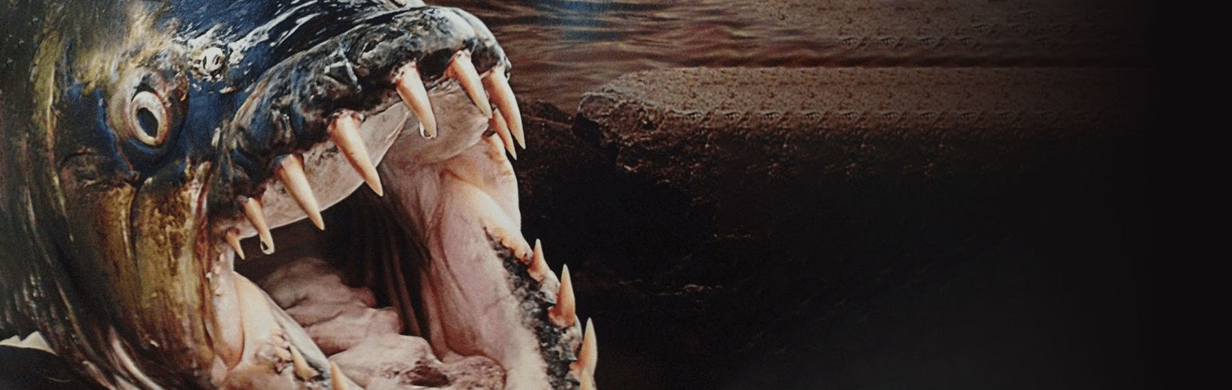 Tropical Fish Store | Predatory Fins | United States