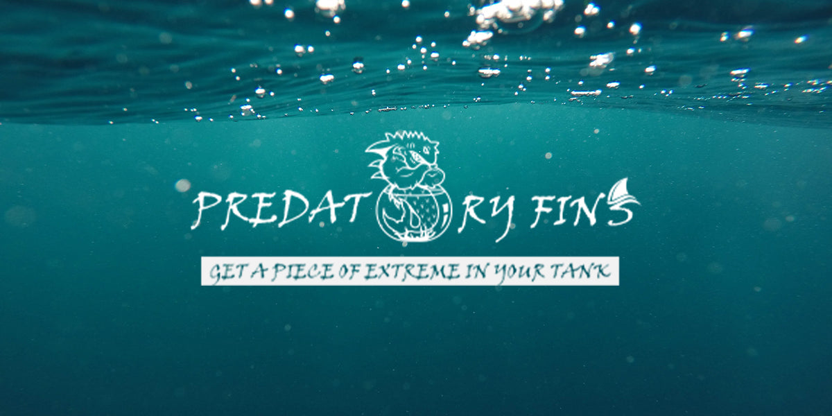 Tropical Fish Store | Predatory Fins | United States