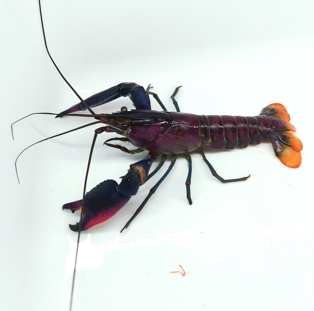 CRUSTACEANS — Predatory Fins