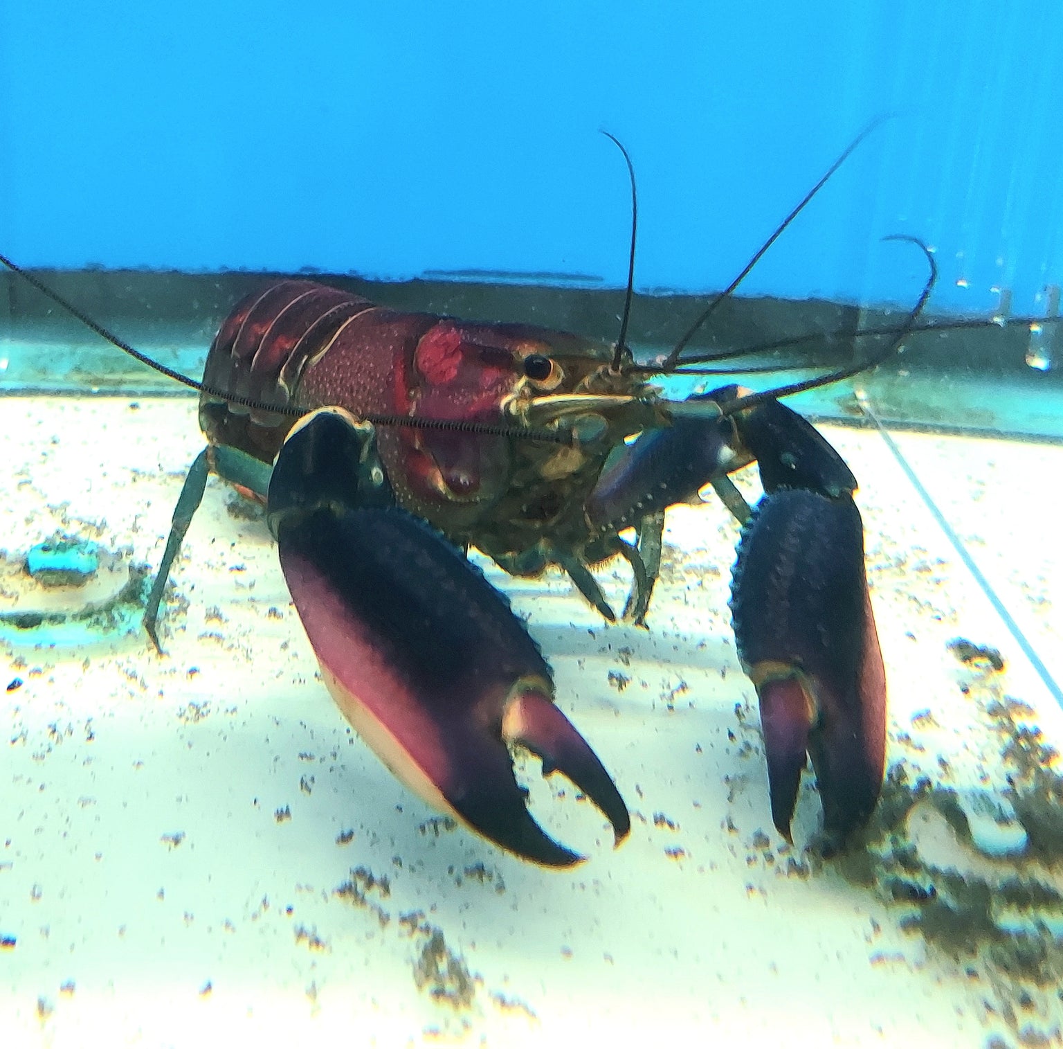 CRUSTACEANS — Predatory Fins