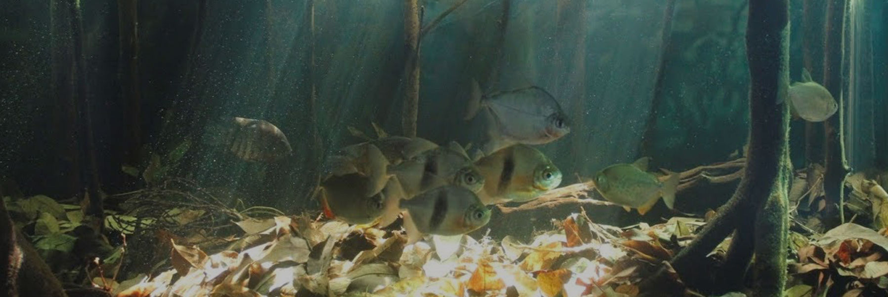 Tropical Fish Store | Predatory Fins | United States